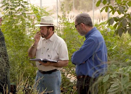 Bálsamo de Gileade Adv – WordPress